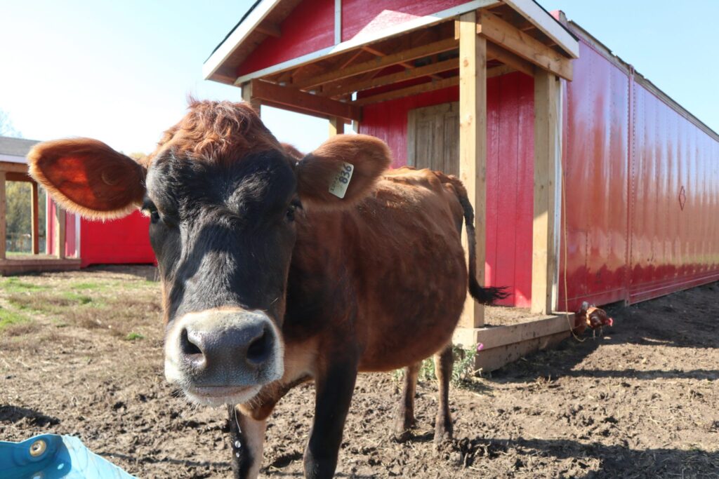 How A Preston Farm Is Growing Hope – The Community Edition